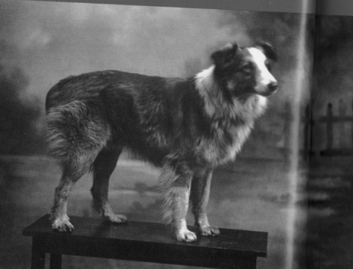 Famous Animals Throughout History - Awesome Doggies Mobile Pet Grooming