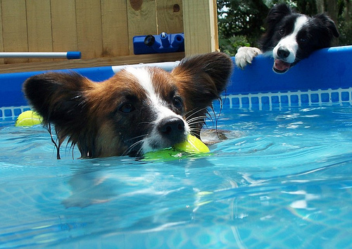 Pet Pool Safety - Awesome Doggies Mobile Pet Grooming