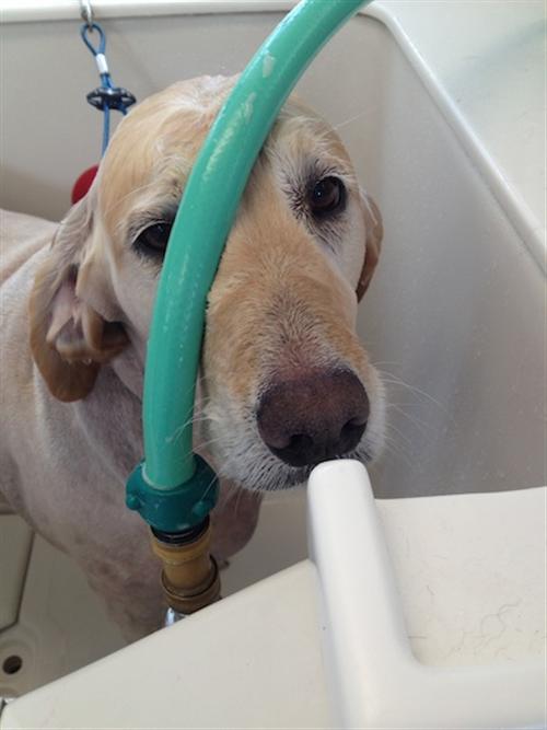 Licking Away the Hours: Causes of Excessive Dog Grooming - Awesome ...