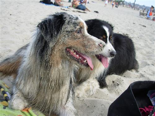 Grooming Tips for your Dog after a Visit to San Diego Beaches - Awesome ...