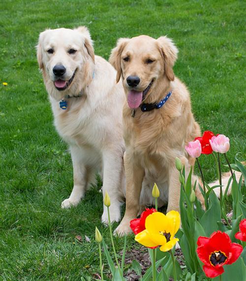 Summer Grooming Tips - Awesome Doggies Mobile Pet Grooming