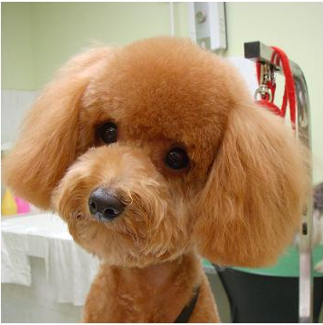 Awesome Doggies Mobile Grooming's Top Cuts for Pups - Awesome Doggies ...