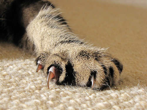 How to Trim a Cat’s Claws (or are they Nails?) - Awesome Doggies Mobile ...
