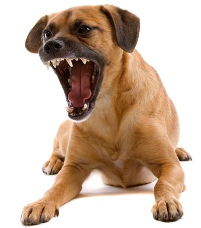 Grooming Fearful, Aggressive & Rescue Dogs - Awesome Doggies Mobile Pet ...