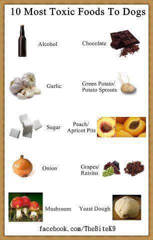 These Human Foods Are Toxic to Your Dog - Awesome Doggies Mobile Pet ...