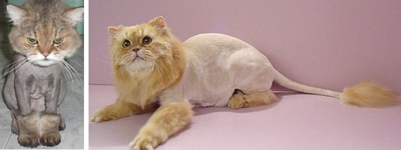 Lion Clip Grooming Service For Cats - Awesome Doggies Mobile Pet Grooming