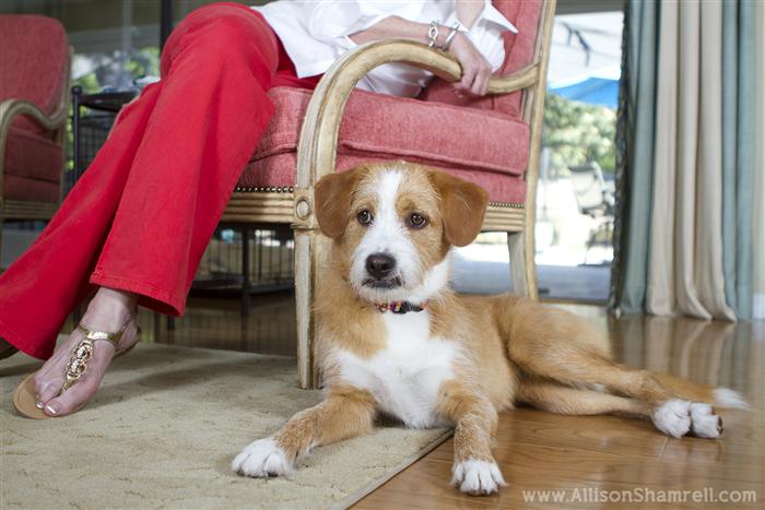Photography Tips from a Pro - Awesome Doggies Mobile Pet Grooming