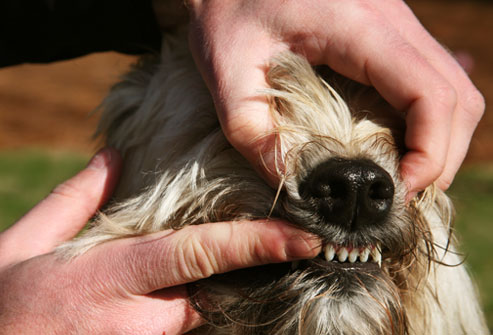 Dog Teethbrushing 101: A Gentle Introduction (How To) - Awesome Doggies ...
